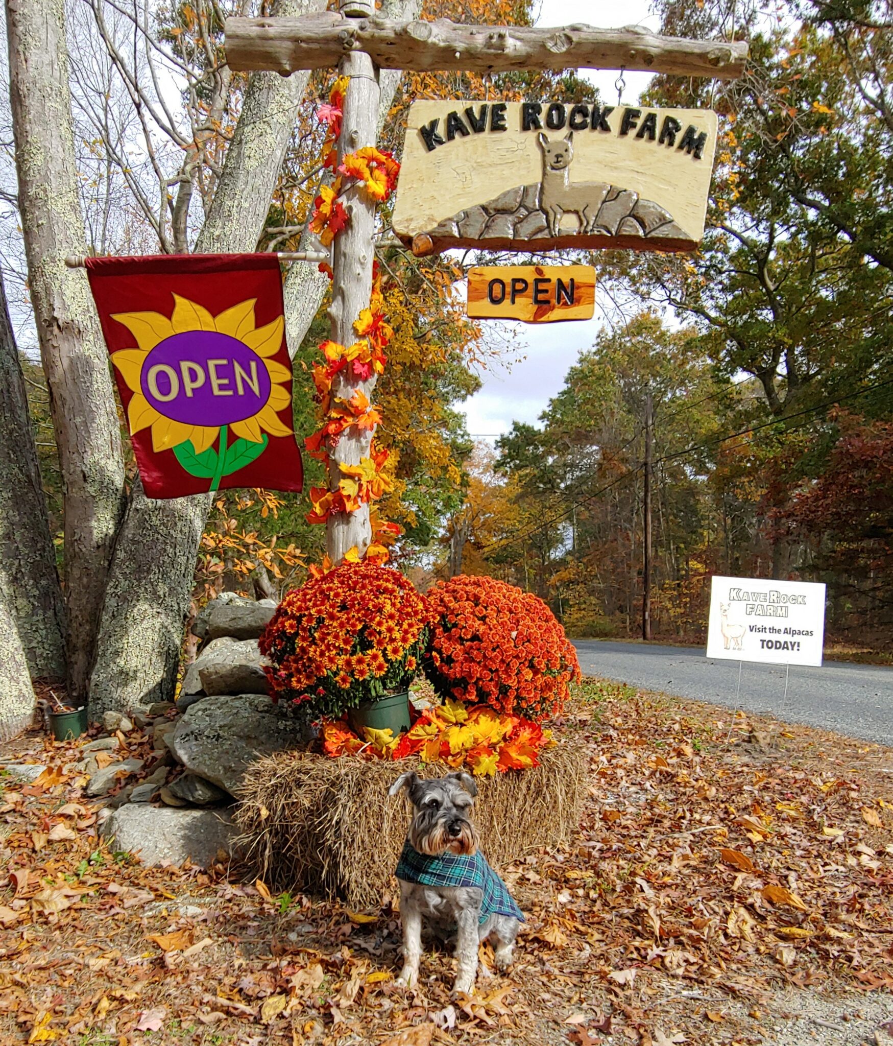The Pack - KaveRock Alpaca Farm » Rehoboth, MA