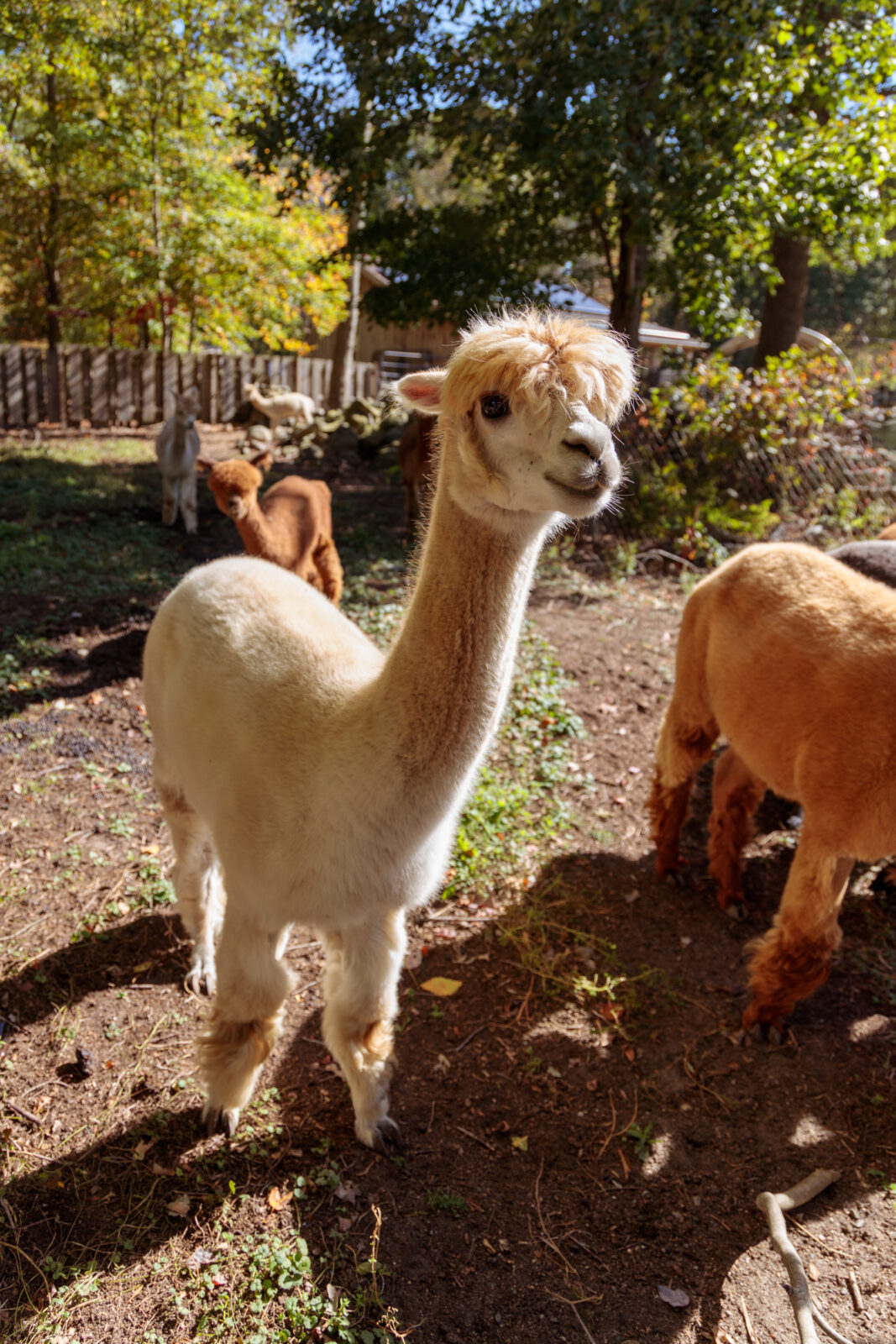 The Pack - KaveRock Alpaca Farm » Rehoboth, MA