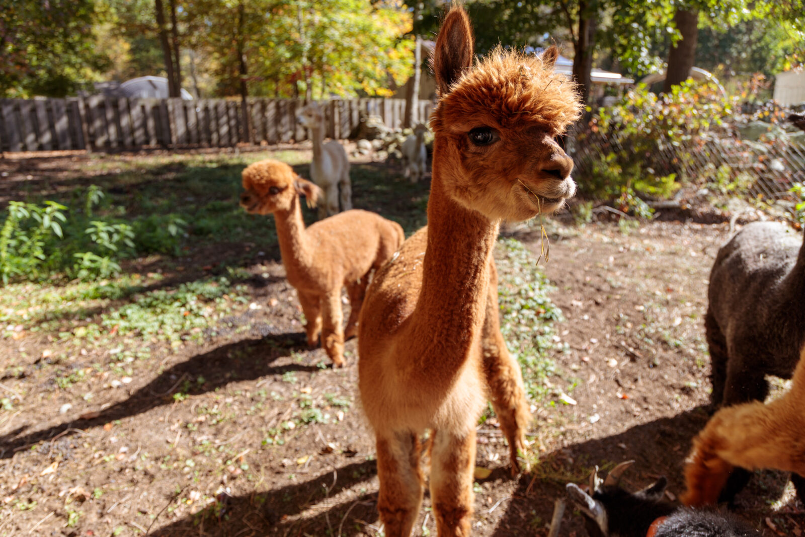 The Pack - KaveRock Alpaca Farm » Rehoboth, MA
