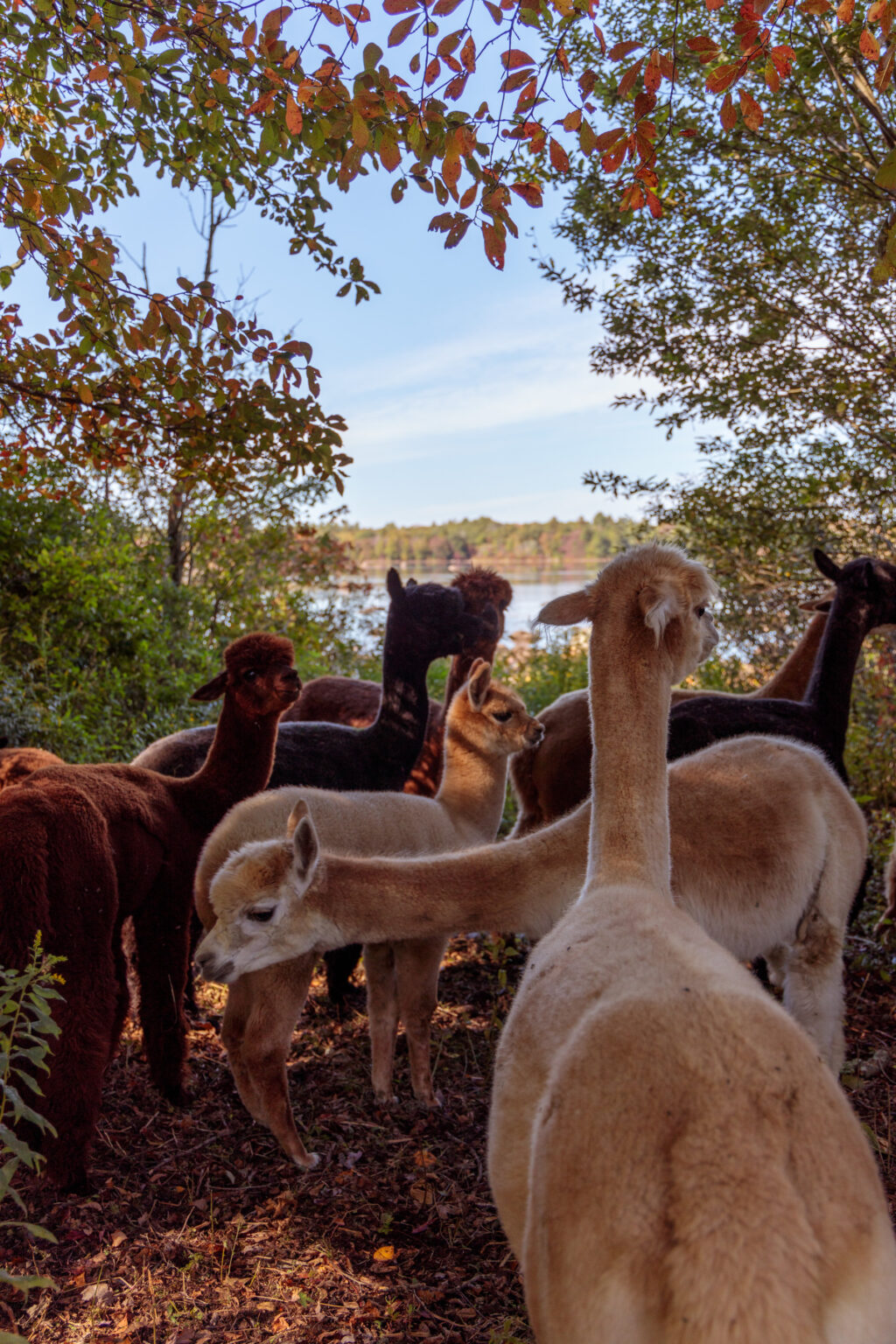 The Pack - KaveRock Alpaca Farm » Rehoboth, MA