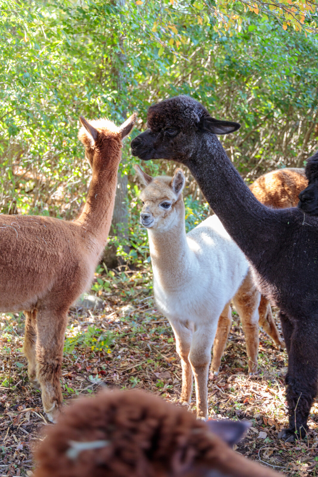 The Pack - KaveRock Alpaca Farm » Rehoboth, MA