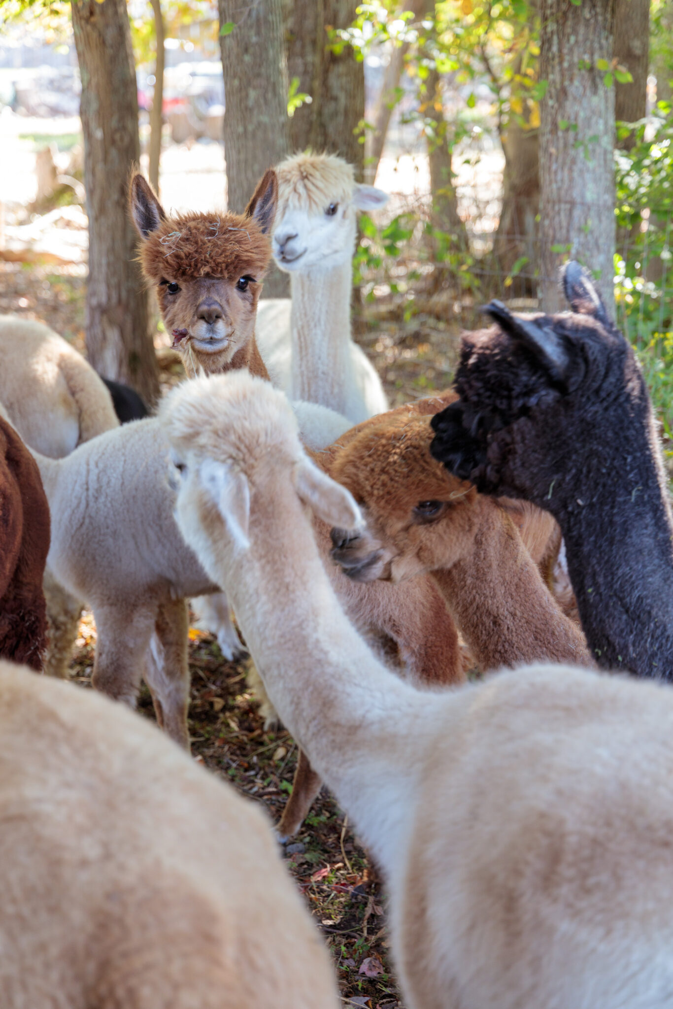 The Pack - KaveRock Alpaca Farm » Rehoboth, MA