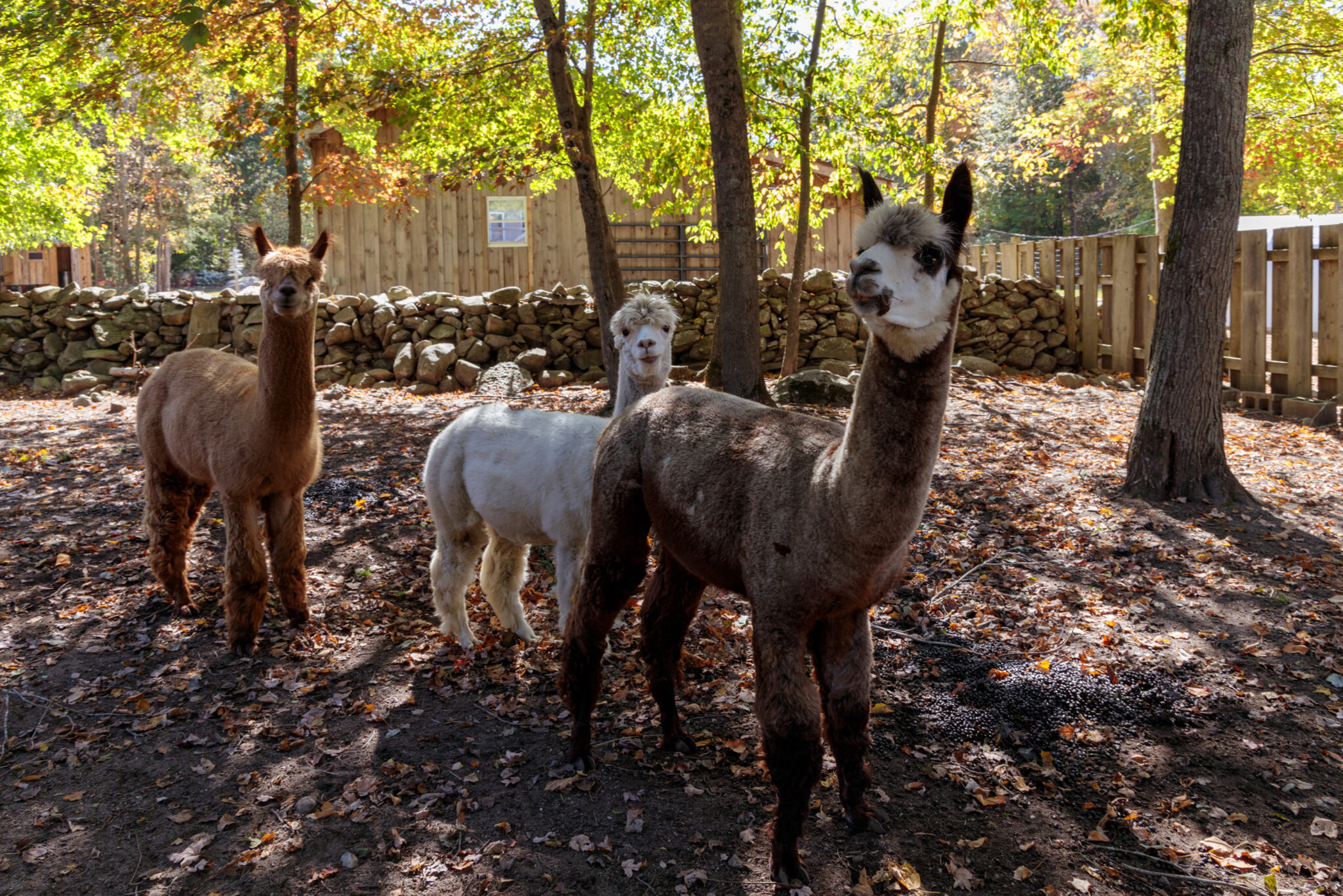 The Pack - KaveRock Alpaca Farm » Rehoboth, MA