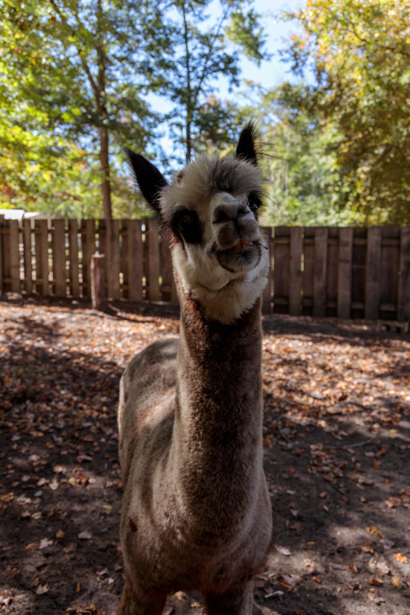 The Pack - KaveRock Alpaca Farm » Rehoboth, MA