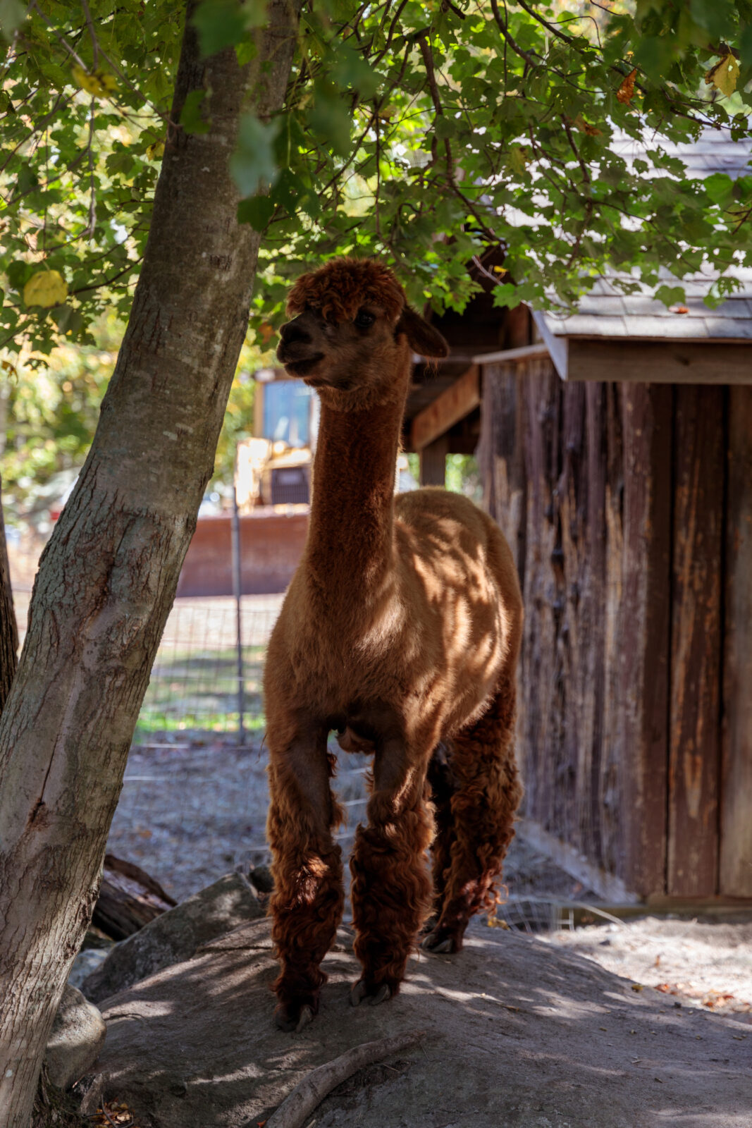 The Pack - KaveRock Alpaca Farm » Rehoboth, MA
