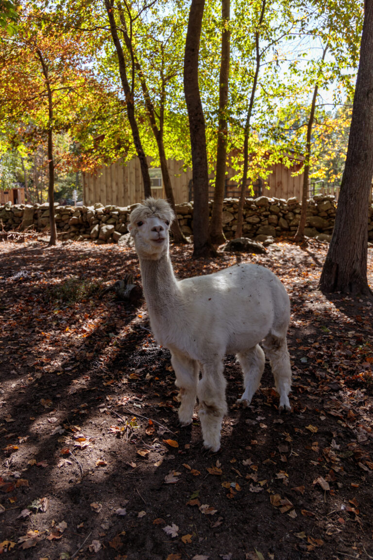 The Pack - KaveRock Alpaca Farm » Rehoboth, MA