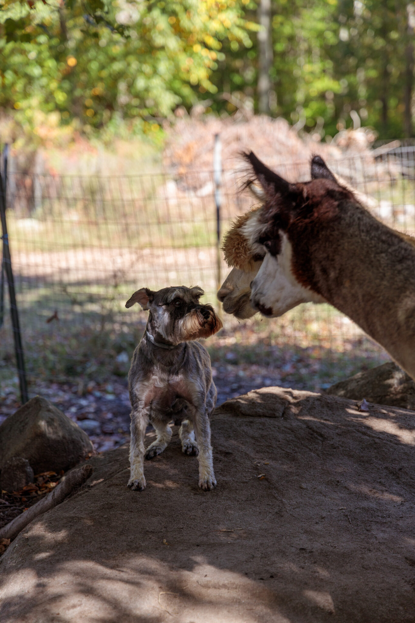The Pack - KaveRock Alpaca Farm » Rehoboth, MA