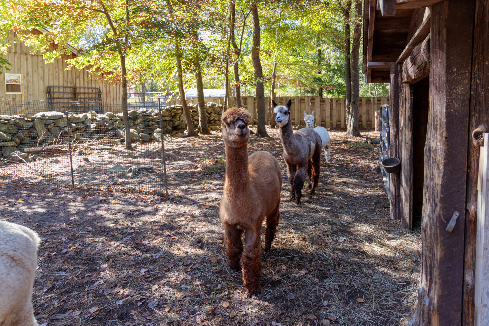 The Pack - KaveRock Alpaca Farm » Rehoboth, MA